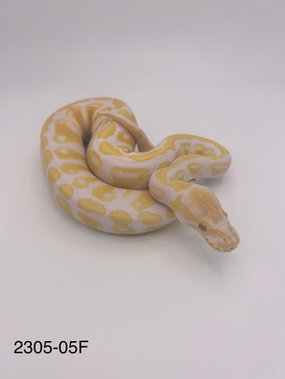 Pastel Mystic Albino 50% Het Clown Ball Python by CheezyBoyzFeeders