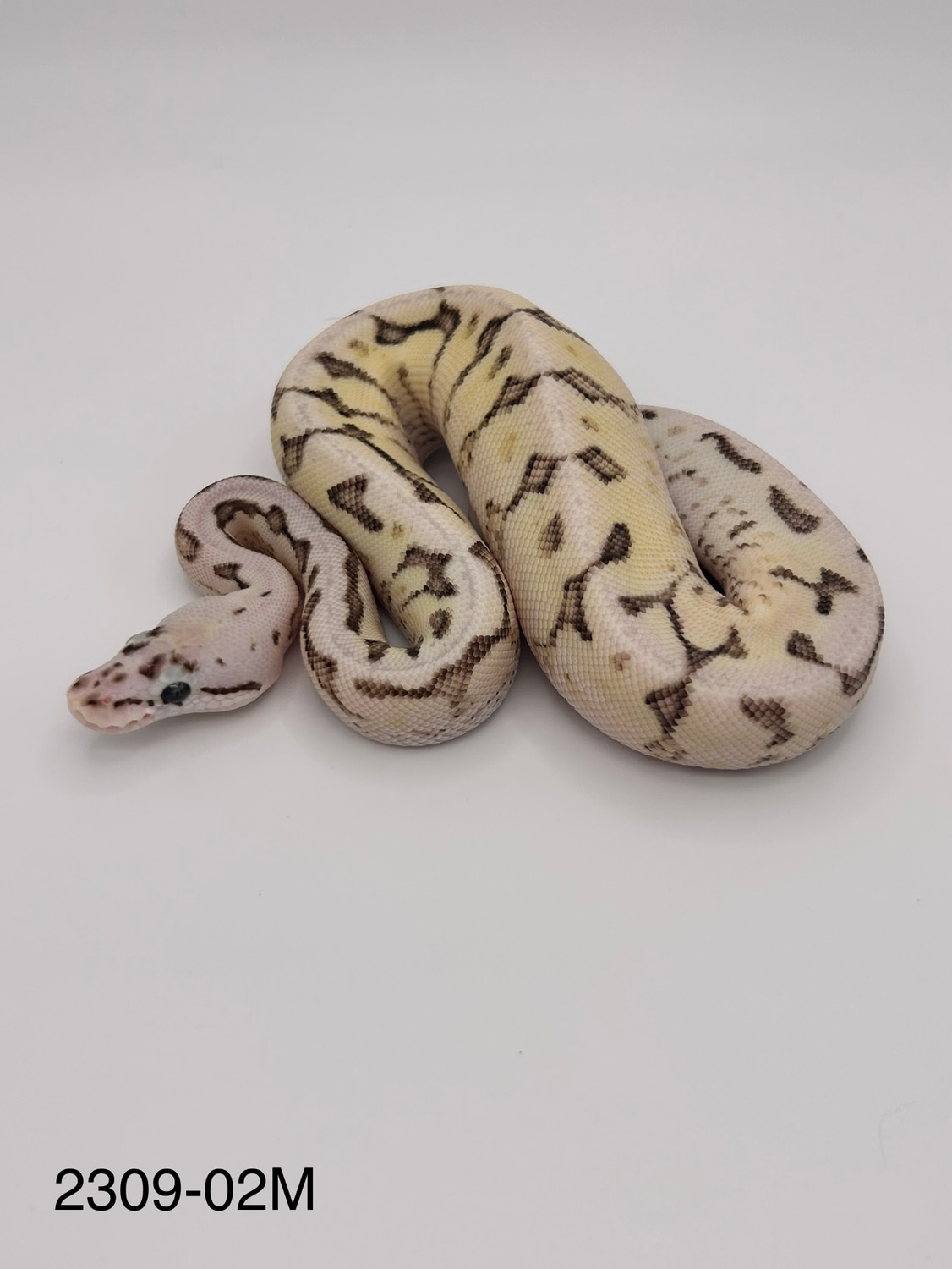 Spider Specter Gravel Pastel Pos OD Ball Python by CheezyBoyzFeeders ...