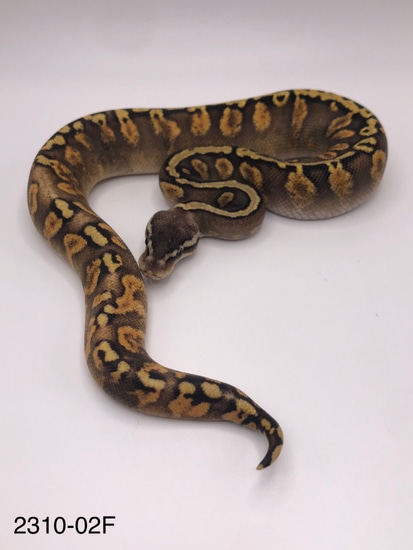 Pastel GHI Calico Pos Chocolate 50% Het Albino *Slight Tail Kink* Ball ...