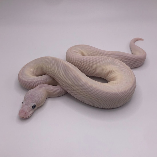BEL Lesser Mojave Pos Pinstripe Pastel 50% Het Clown Ball Python by ...