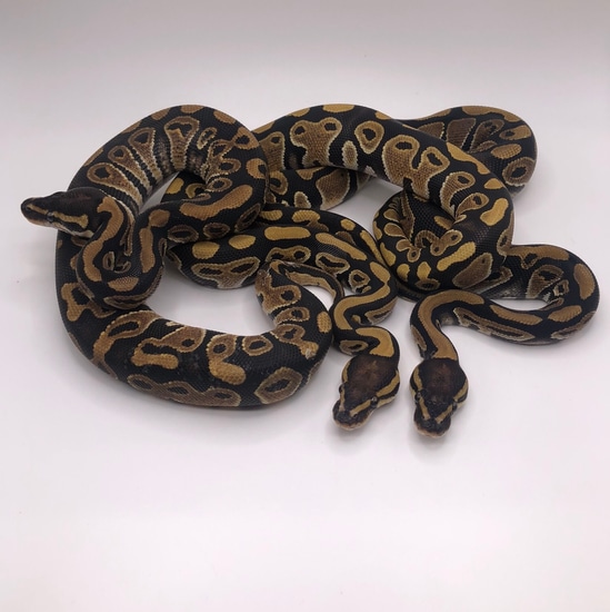 *Wholesale Lot* Asphalt OD Het Clown Ball Python by CheezyBoyzFeeders