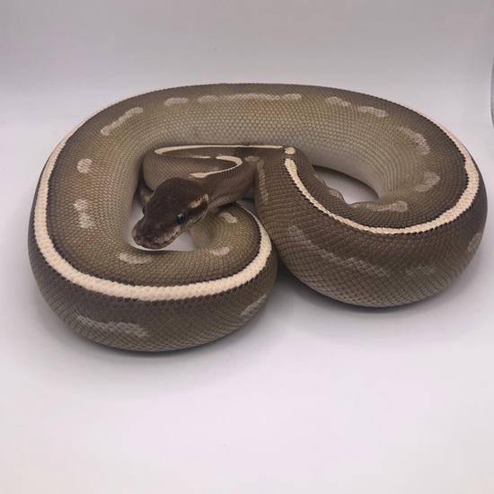 Mystic Potion Ball Python by CheezyBoyzFeeders