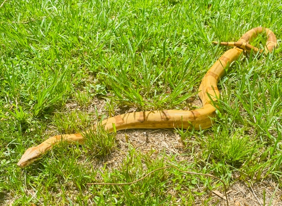Hypo BC Boa Constrictor by Sharktooth Serpents