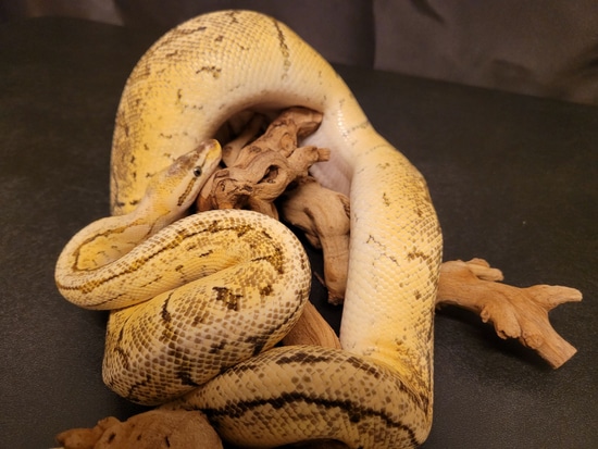 Dragonfly Ball Python by Sharktooth Serpents