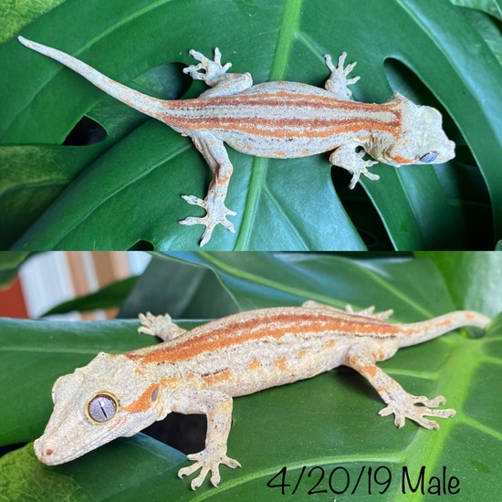 (Phantom Eye Mom) Red And Orange Striped Gargoyle Gecko by Nature Nut ...