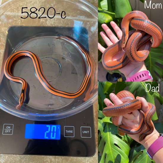 5/8/20-c Oreocryptophis Porphyraceus Coxi Female (Bamboo Rat Snake) by ...