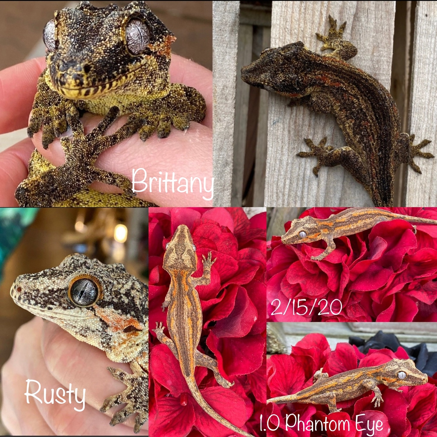 2/15/20 1.0 Phantom Eye Offspring Saturated Orange Stripe And Orange ...