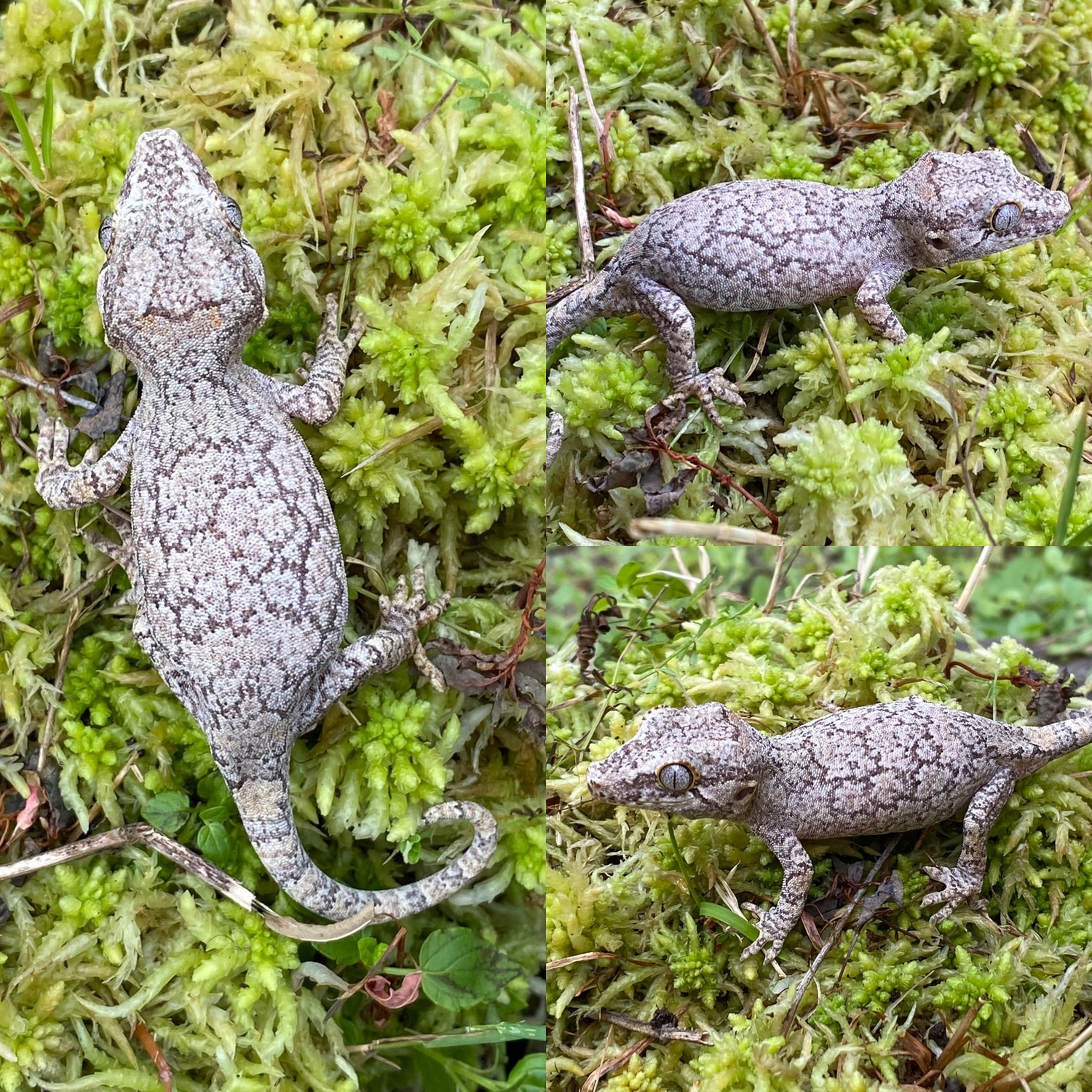 1/12/21 Beastie Boy X Hestia Black And White Retic Gargoyle Gecko by ...