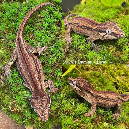 5/12/21 Red, Black, Orange Stripe Out Of Damian X Lana (Phantom Eye ...