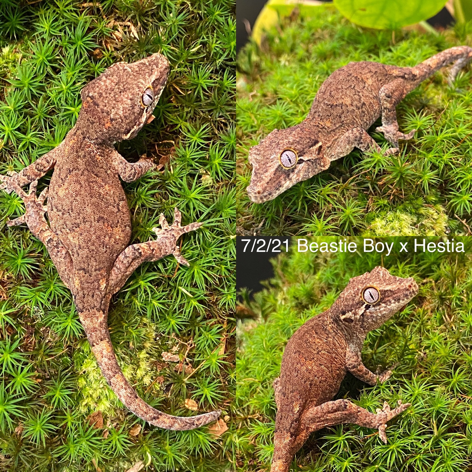 7/2/21 Red Base Reticulated Out Of Beastie Boy X Hestia (Phantom Eye ...