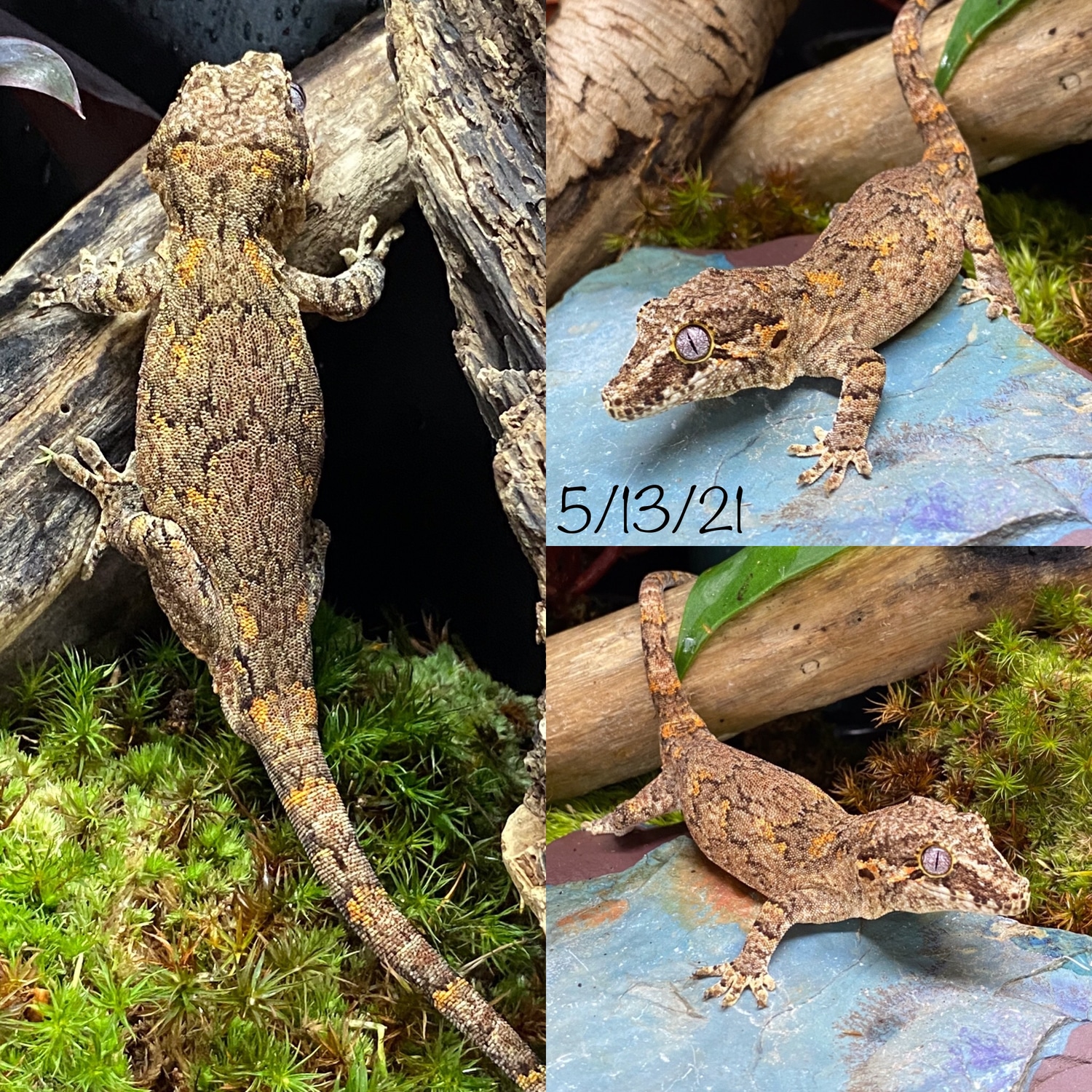 5/13/21 Orange Spot Reticulated Gargoyle Gecko by Nature Nut Reptiles ...