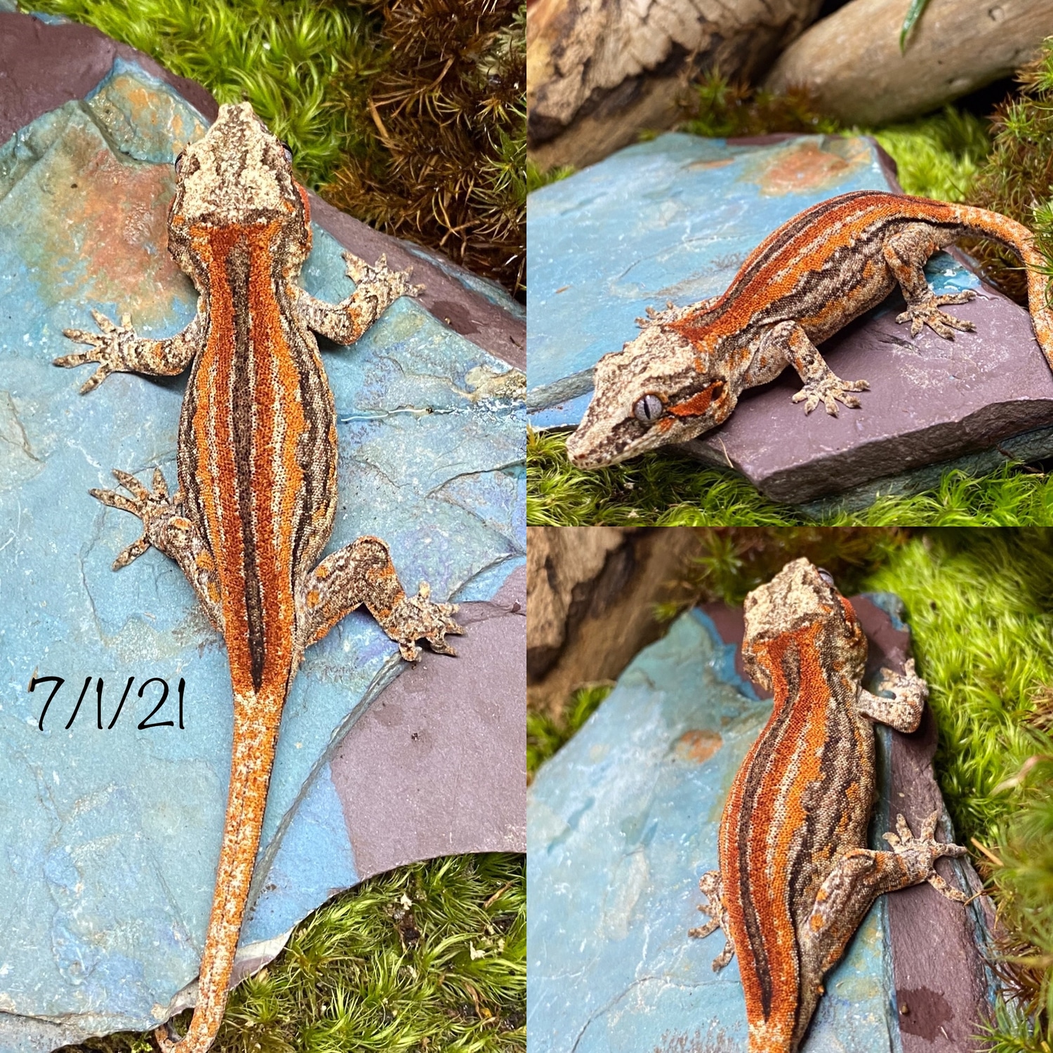 7/1/21 Red And Orange Stripe Damian X Rachel (Phantom Eye) Gargoyle ...