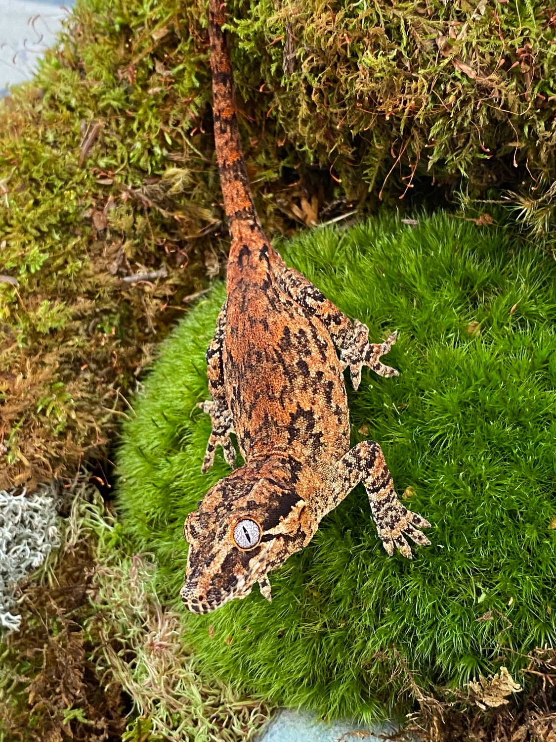 8/11/21 Red, Orange, And Black Reticulated Out Of Beastie Boy X Hestia ...