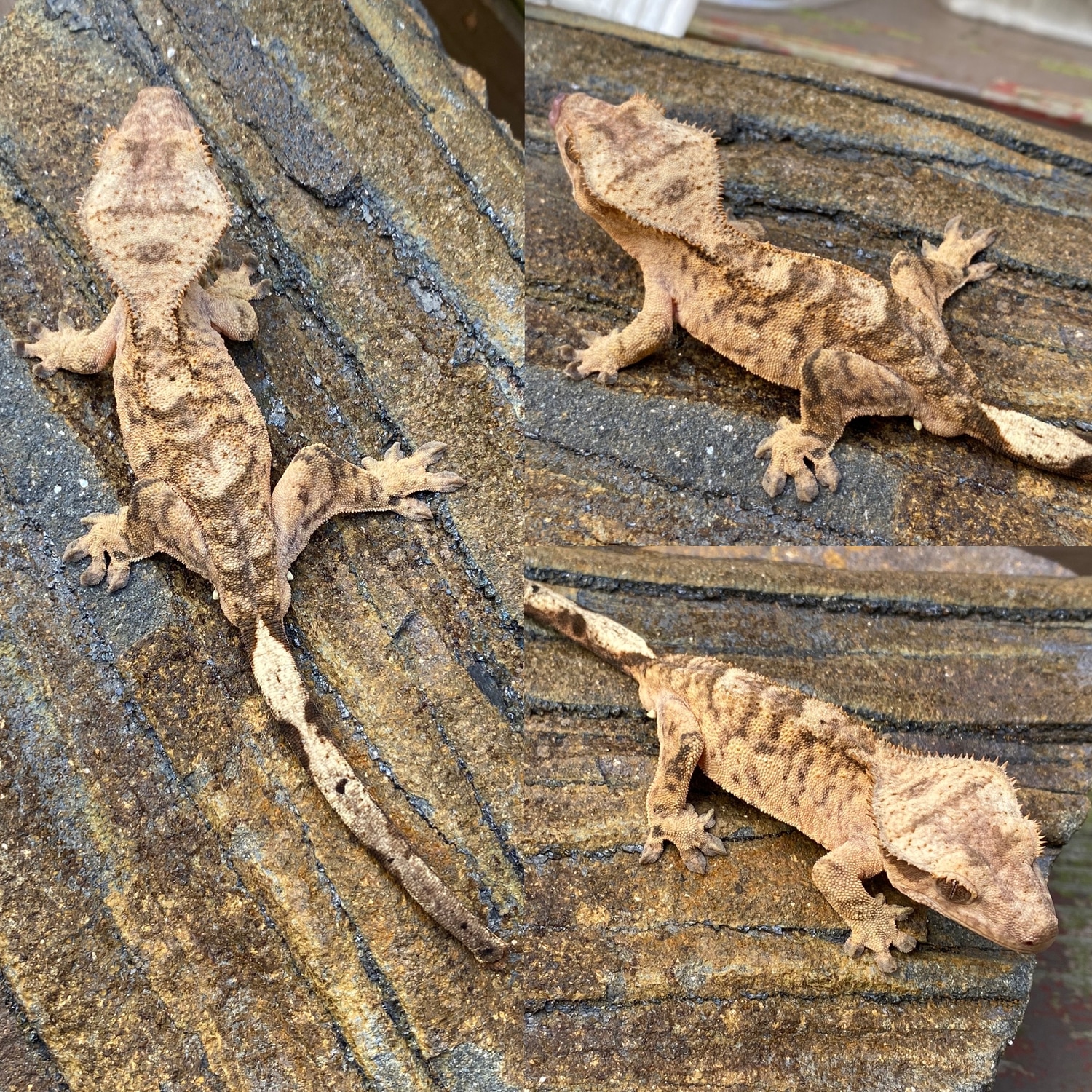 Bold Stripe Tiger Crested Gecko by Nature Nut Reptiles - MorphMarket