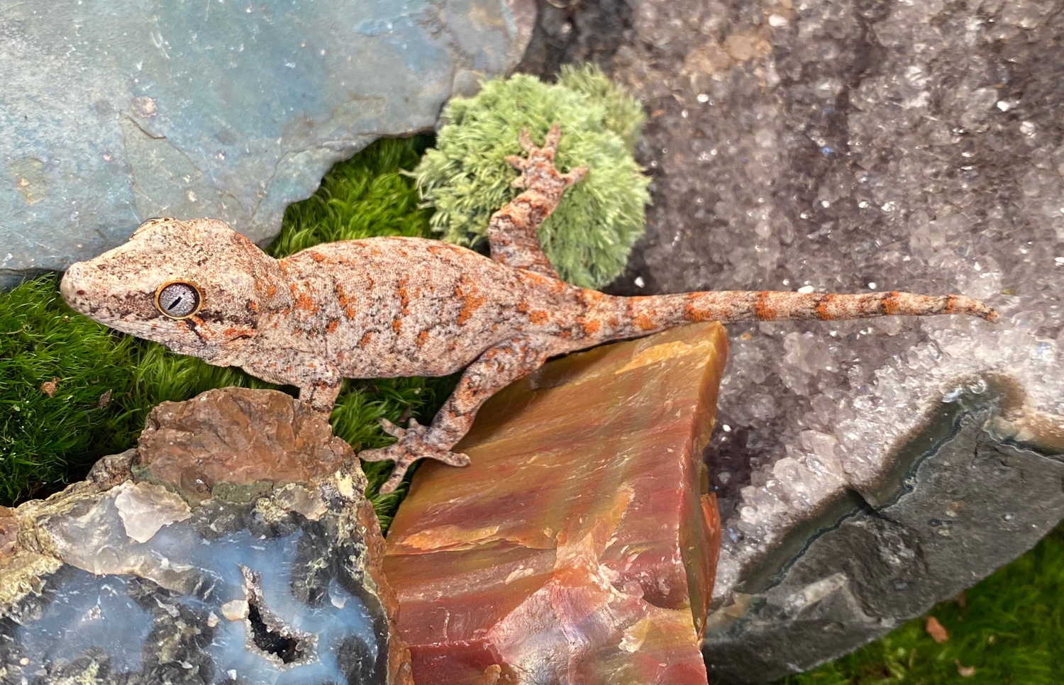 6/23/22 Orange Reticulated Gargoyle Gecko by Nature Nut Reptiles ...