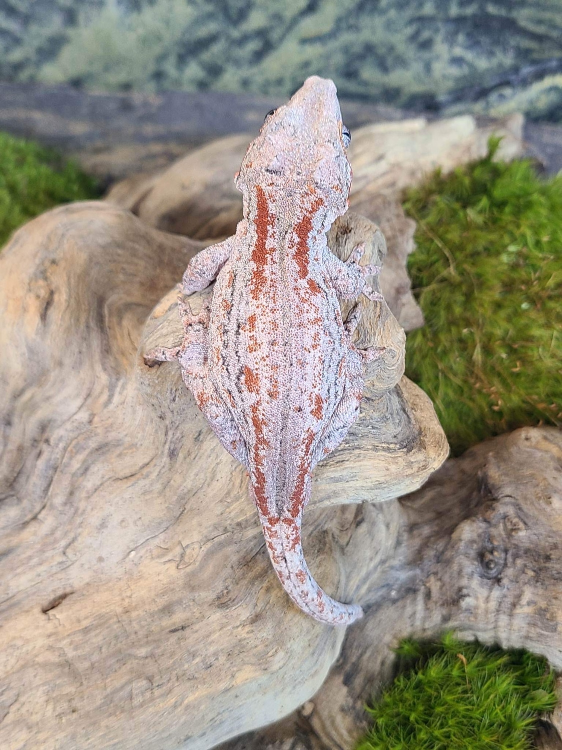 8/21/22 Red Aberrant Stripe Gargoyle Gargoyle Gecko by Nature Nut ...