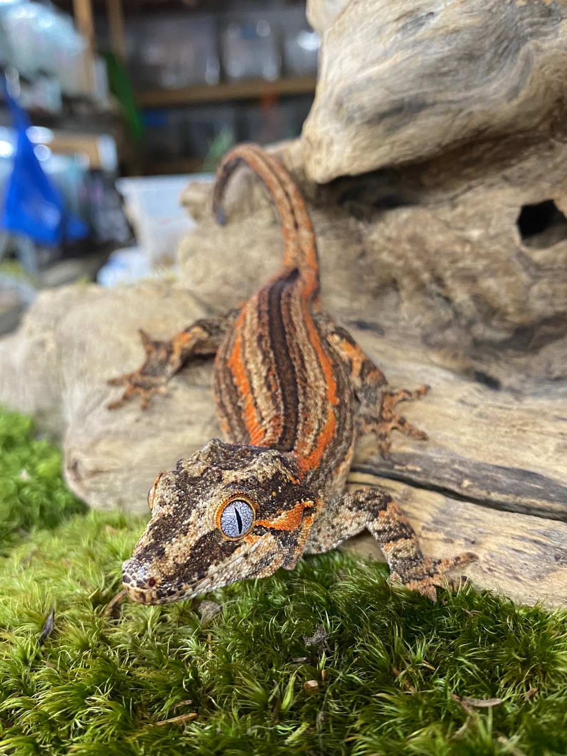 7/23/22 Orange Stripe Female Gargoyle Gargoyle Gecko by Nature Nut ...