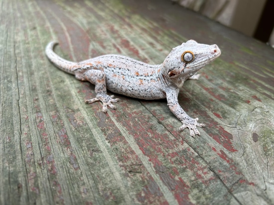 4/18/22 White Base Gargoyle With Pastel Pink And Black Stripes And ...
