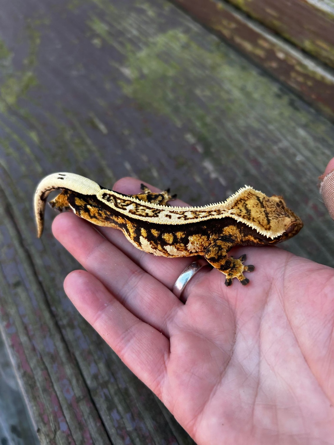 3/28/24 Pin Strip, Empty Back, drippy quads, tricolor soft scale out of ...