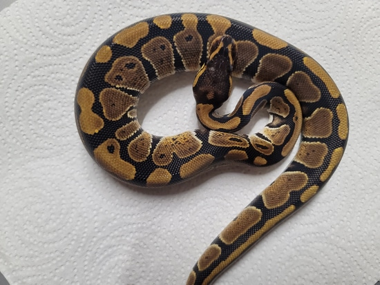 Import Ball Python by C&R Reptiles