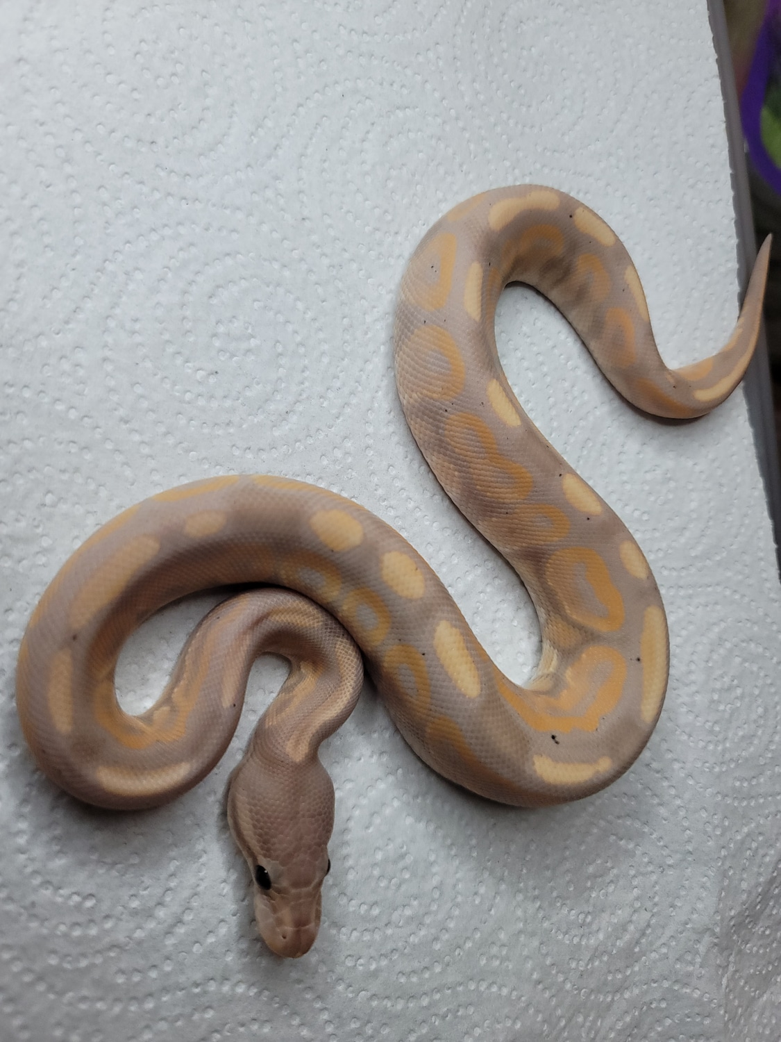 Banana Cinnamon Ball Python by C&R Reptiles - MorphMarket