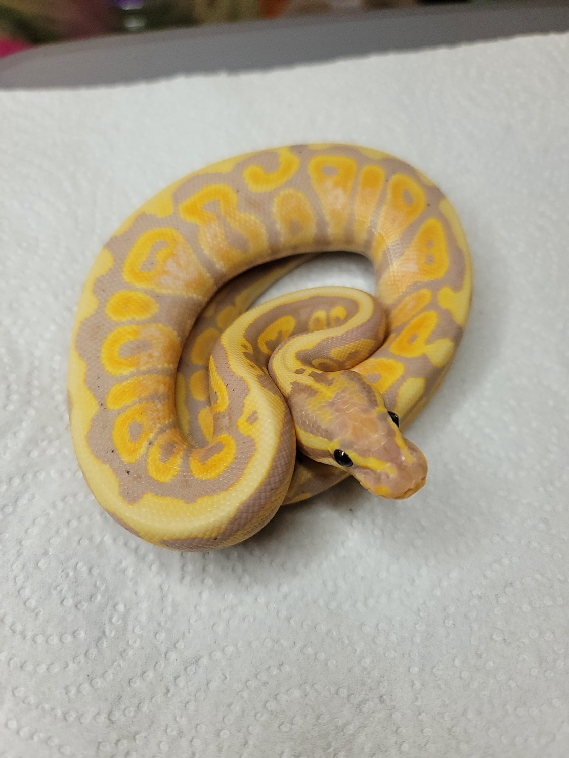 Banana Spotnose Ball Python by C&R Reptiles - MorphMarket