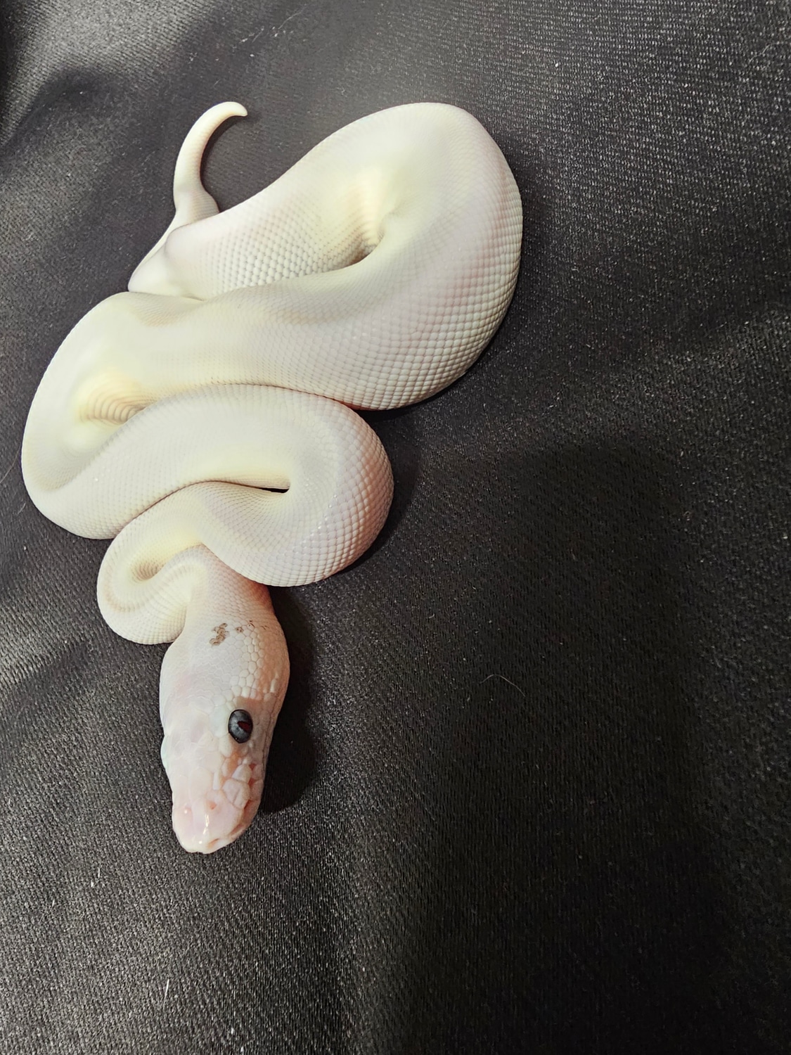 Bel (Small Paradox) Ball Python by C&R Reptiles - MorphMarket