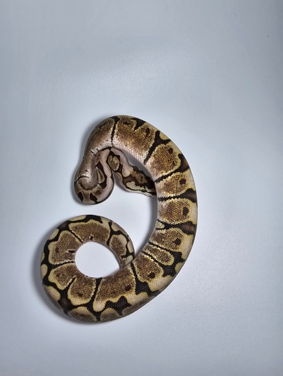 Ghi Spider Het Hypo Pos Scaleless Head Ball Python by C&R Reptiles