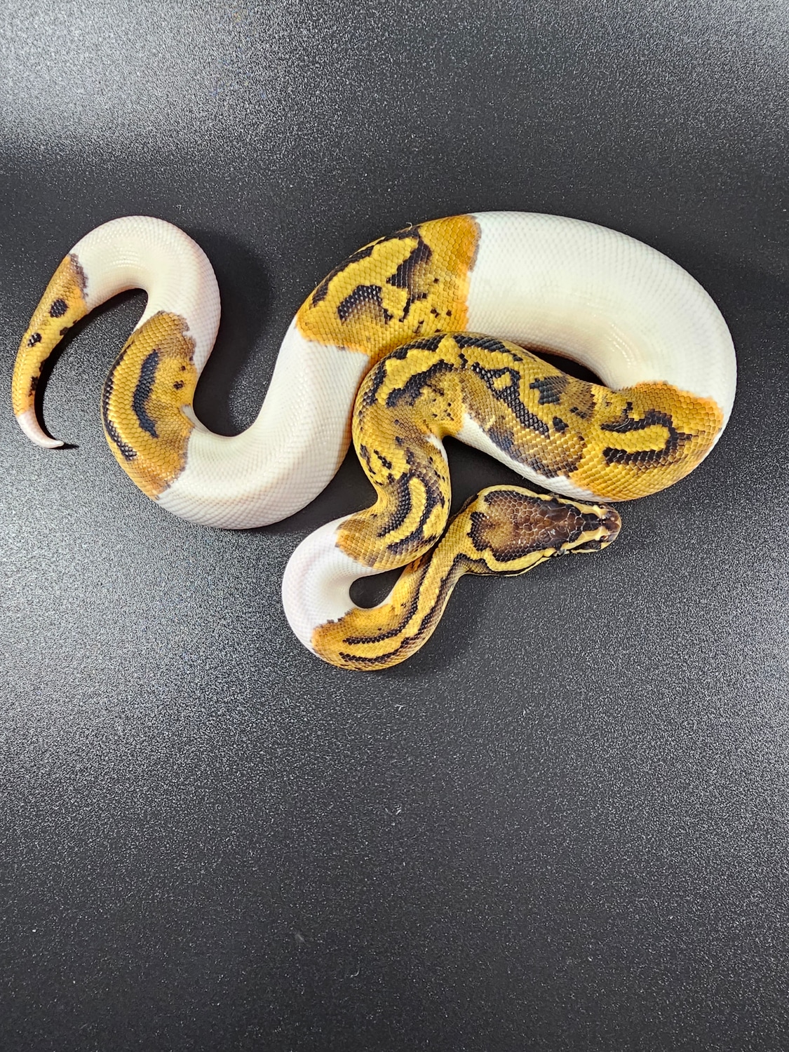 Pastel Pied Ball Python by C&R Reptiles - MorphMarket