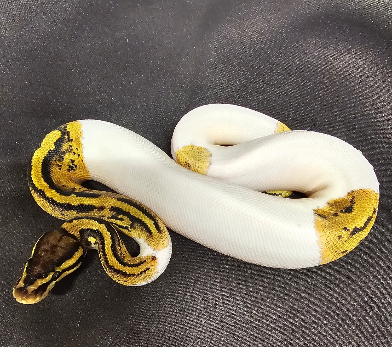 Pastel Pied Ball Python by C&R Reptiles - MorphMarket