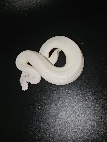 Bel Ball Python by C&R Reptiles