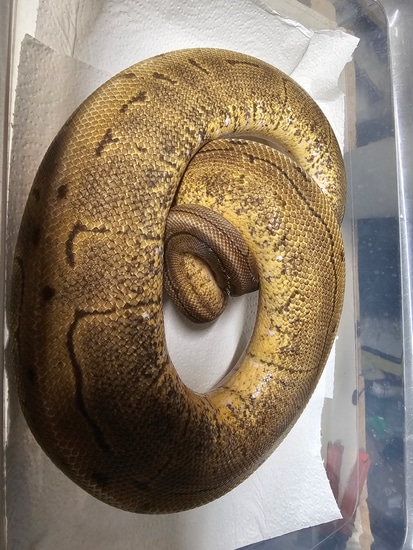 Spider Pinstripe Ball Python by C&R Reptiles