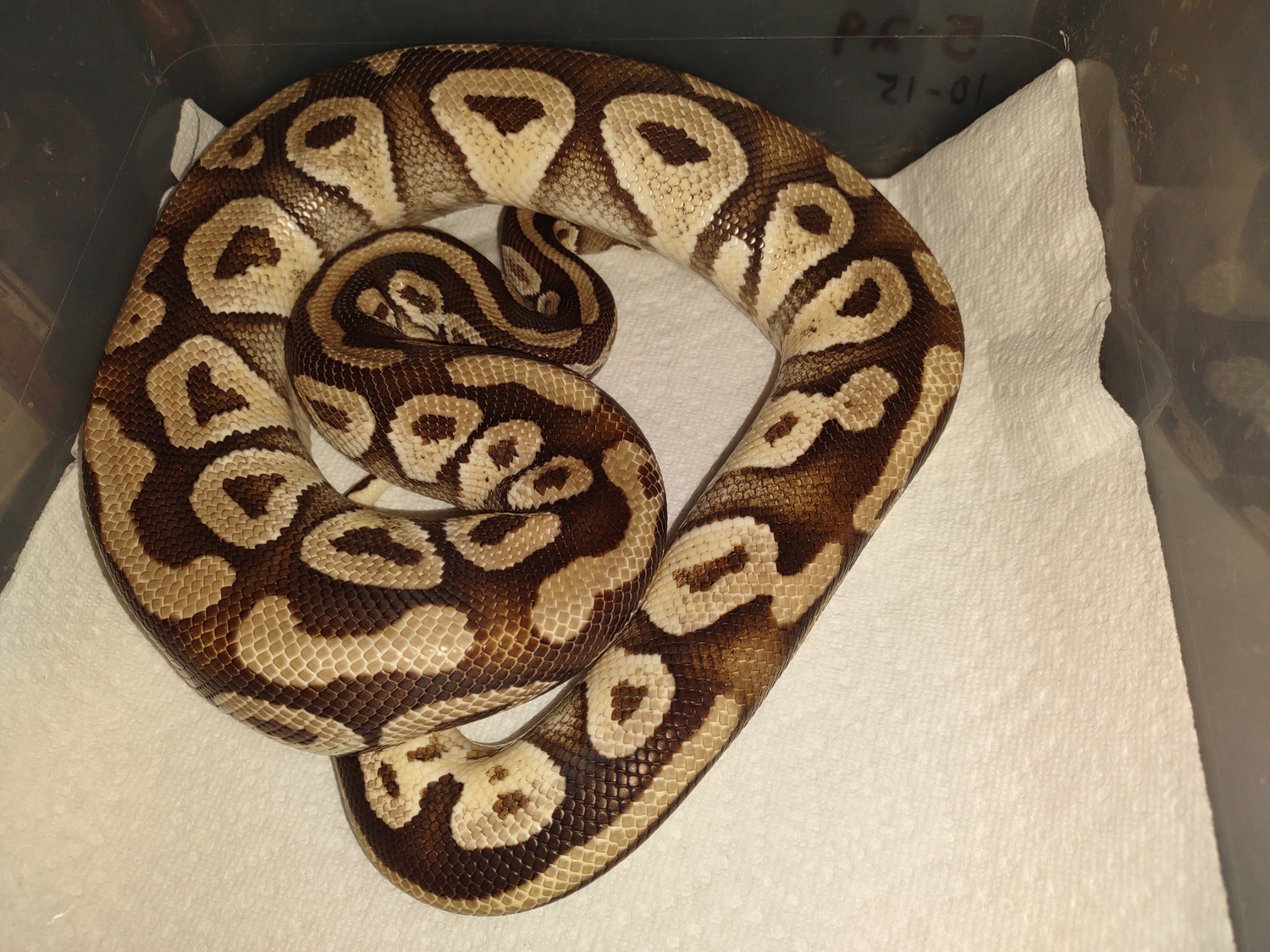 Pastave Ball Python by Buddys reptiles - MorphMarket
