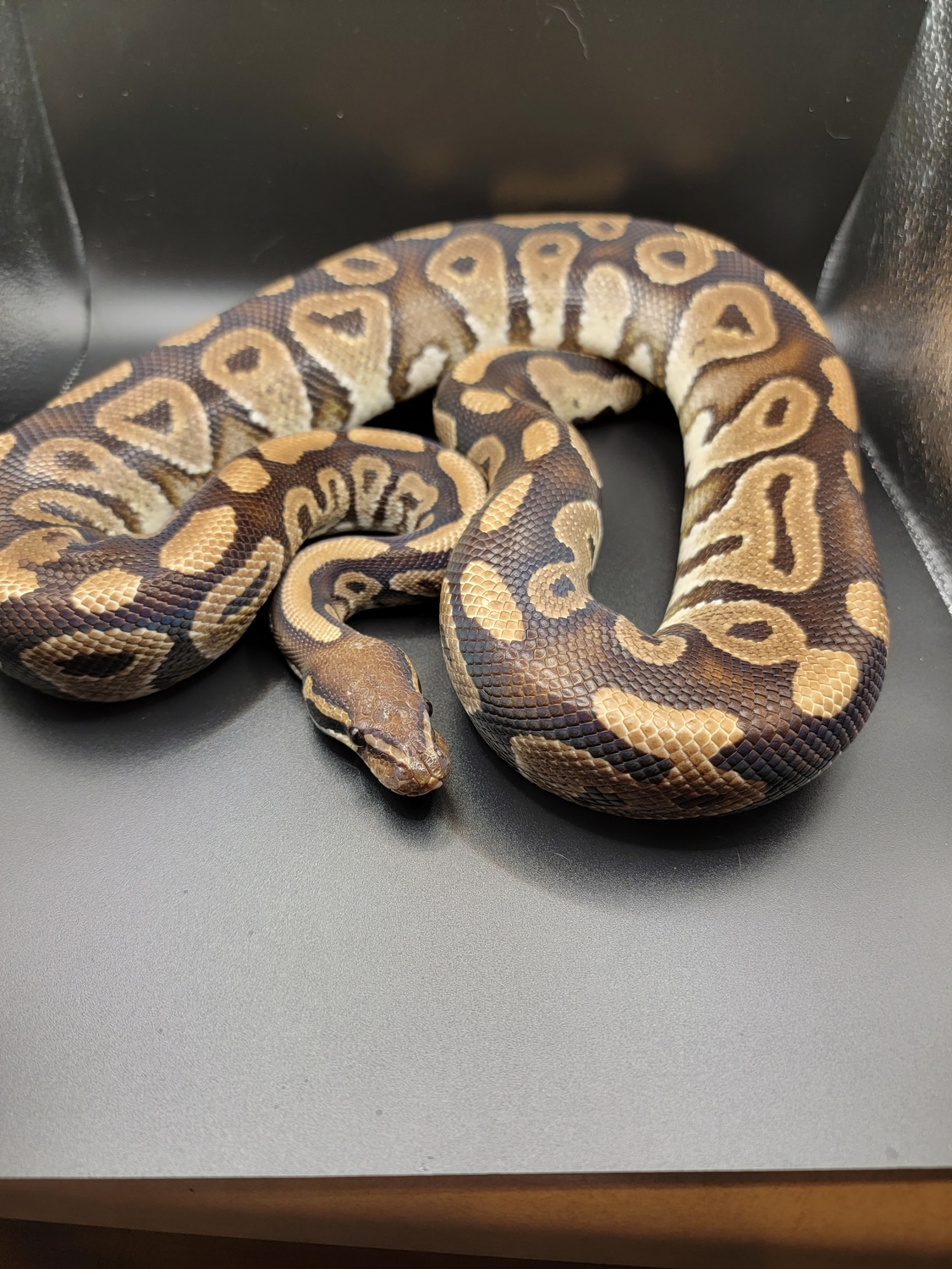 Mystic Ball Python by D20 Pythons - MorphMarket