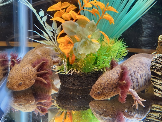 Axolotls Coppers And Wilds by Celestial Creatures