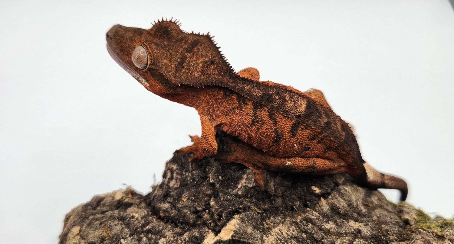 Tiger Crested Gecko by That Exotic Shop - MorphMarket