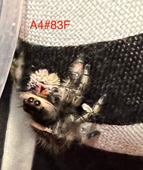 Energetic Dark Phase Regal W/ White Other Spider by Jump Beside Her ...