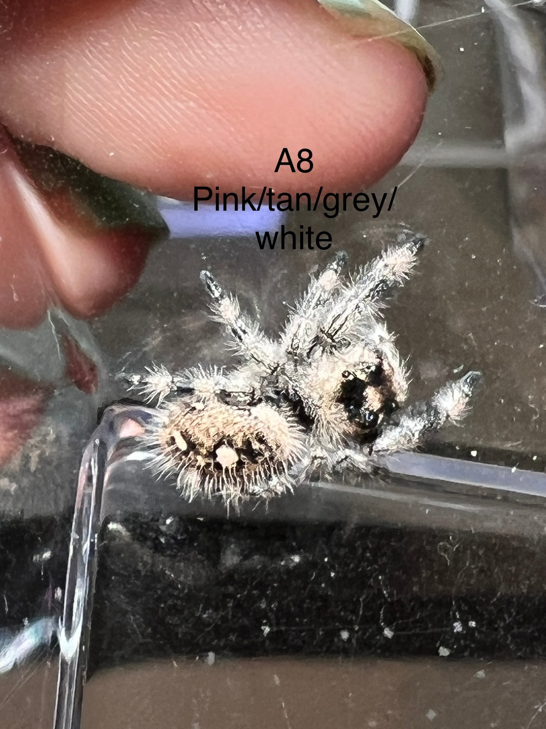 Finger Baby (Female Regal, Small) True Spider by Jump Beside Her Spider ...