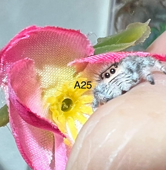 Perfect A Little Princess Other Spider by Jump Beside Her Spider ...