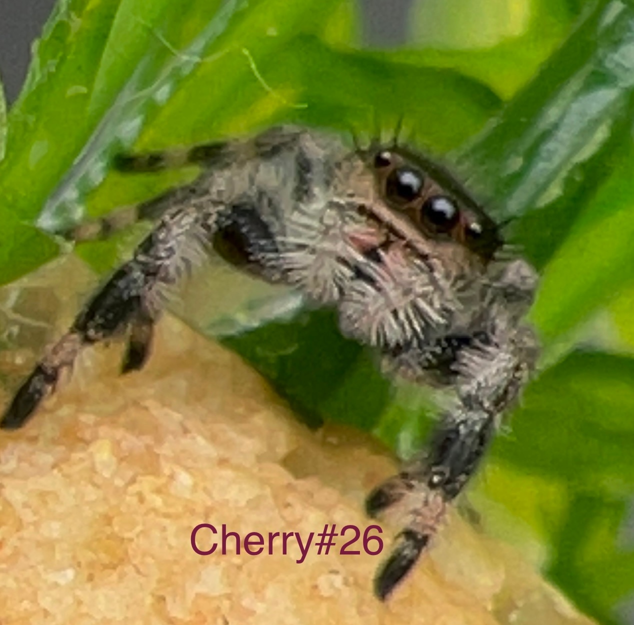 Captive Bred P. Regius True Spider by Jump Beside Her Spider - MorphMarket