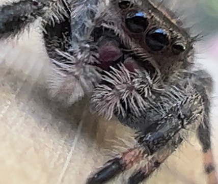 Captive Bred P. Regius True Spider by Jump Beside Her Spider - MorphMarket