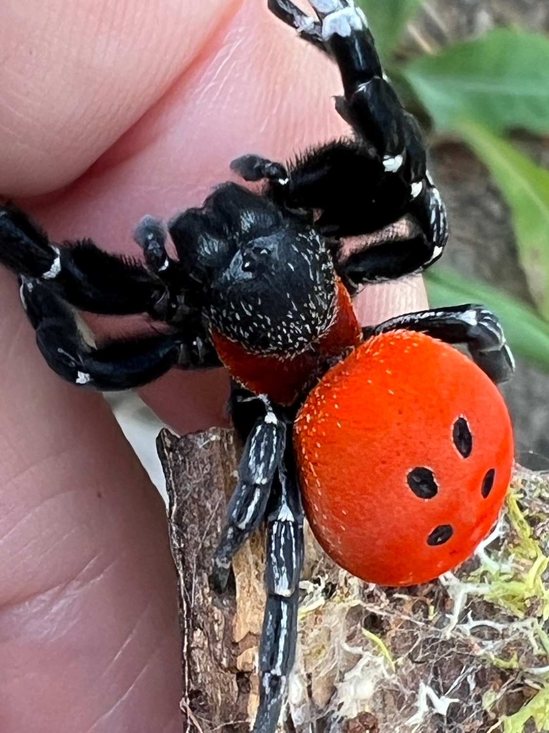 Mature Eresus M Walk True Spider by Jump Beside Her Spider - MorphMarket