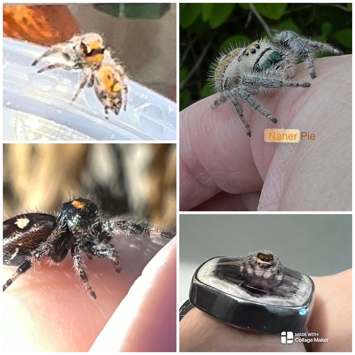 Regal Jumping Spider Juveniles by Jump Beside Her Spider @regalspoods ...
