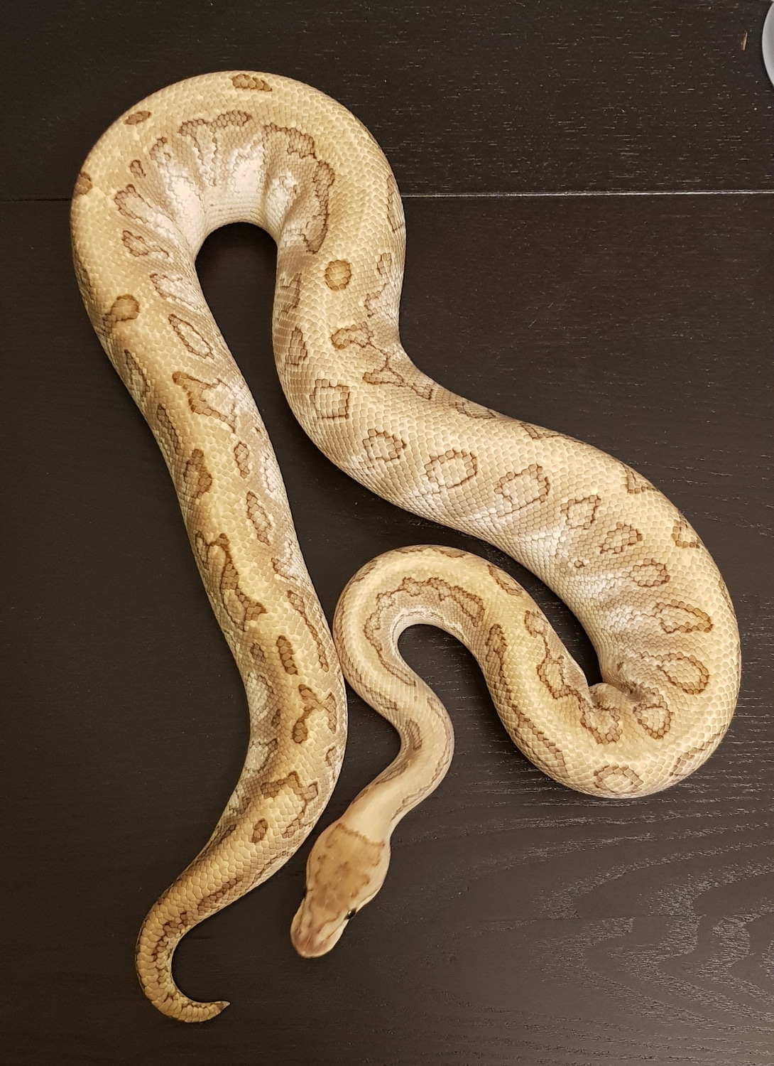 Butter Pinstripe Crypton Ball Python by ChesterMorphs - MorphMarket