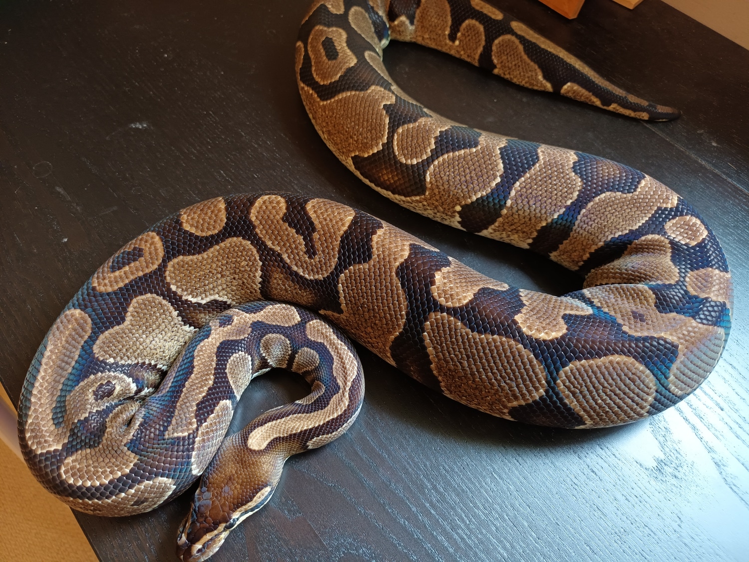 100% Double Het Albino Pied Ball Python by ChesterMorphs - MorphMarket