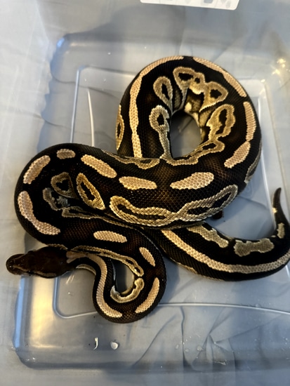 Black Pastel YB Mojave Ball Python by Solstice Exotics