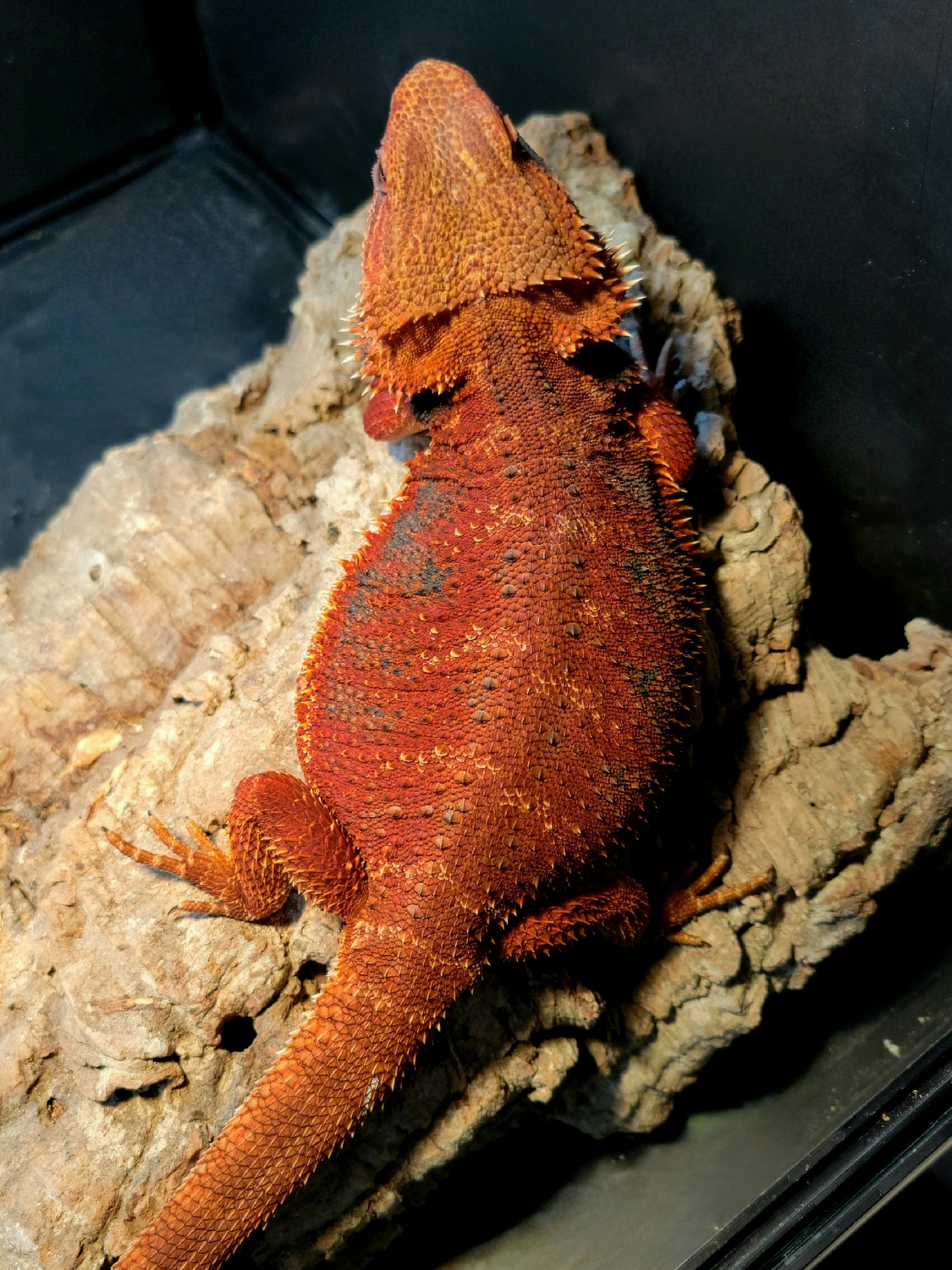 Blood Red & Black Female Central Bearded Dragon by DeNovo Reptiles ...