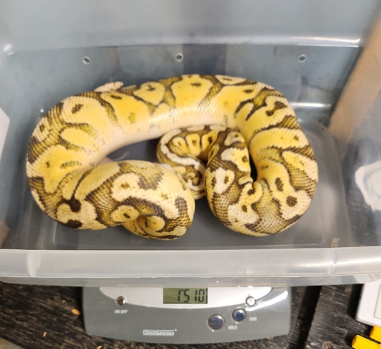 Super Pastel Fire Ball Python by Gileza's Exotic Reptiles