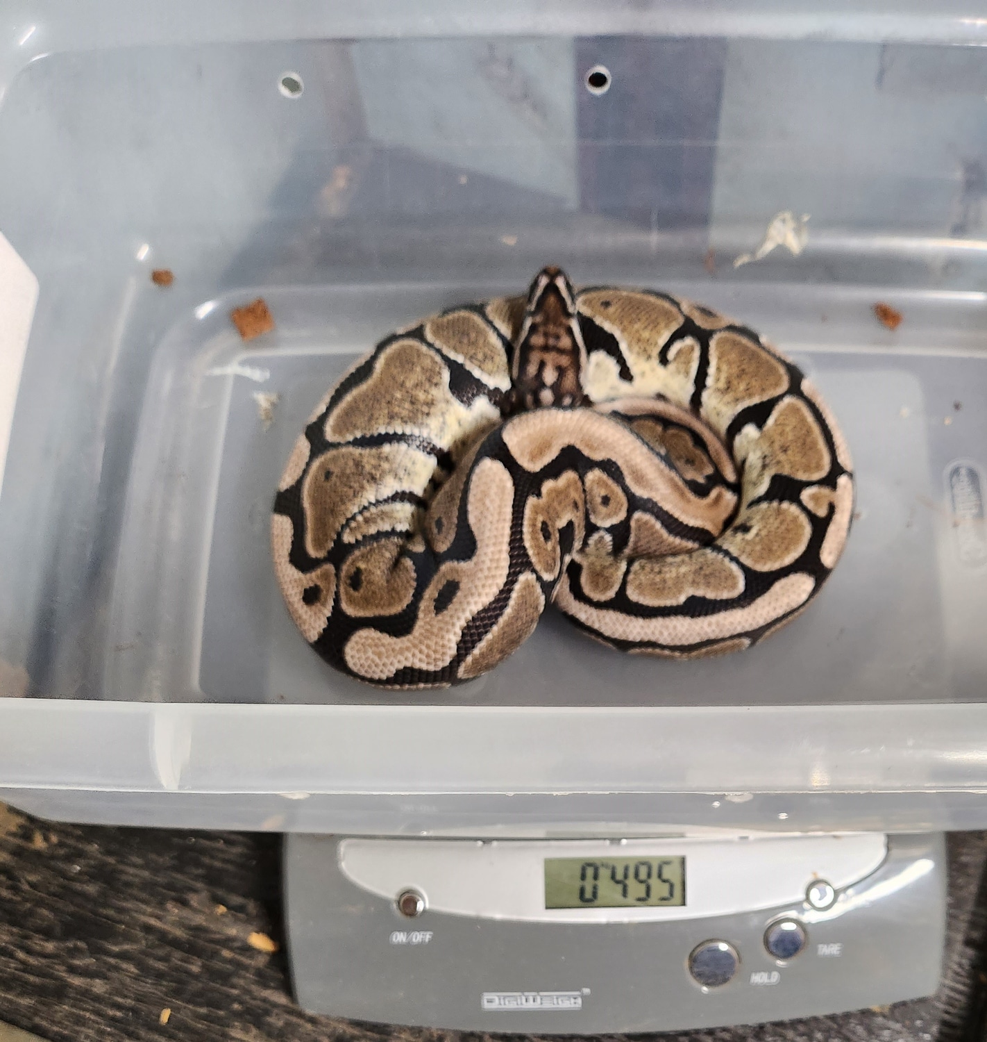 VPI Axanthic Spotnose Ball Python by Gileza's Exotic Reptiles - MorphMarket