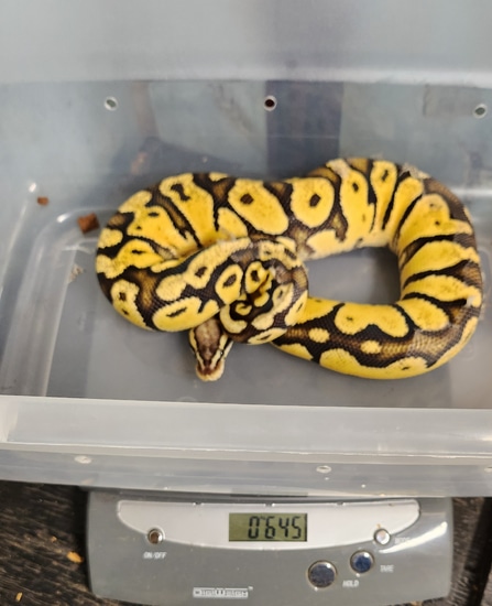 Super Pastel Fire Ball Python by Gileza's Exotic Reptiles